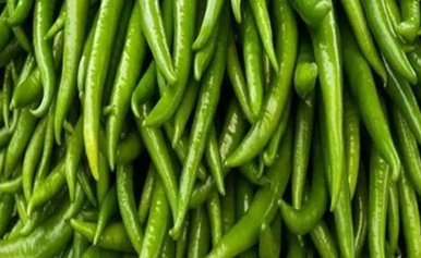Chilli - Protect Our Livelihood