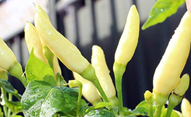 Chilli - Protect Our Livelihood