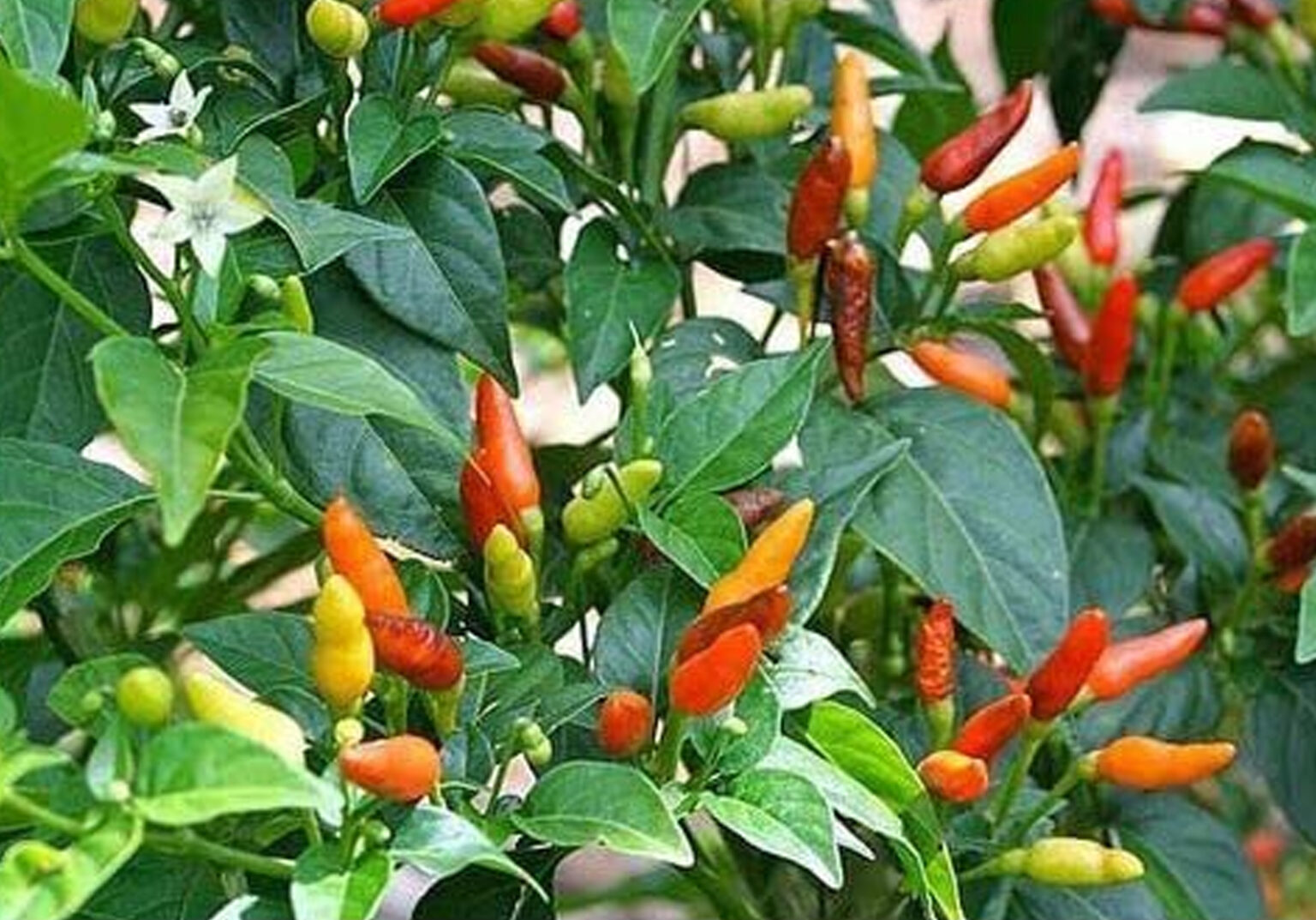 Chilli - Protect Our Livelihood