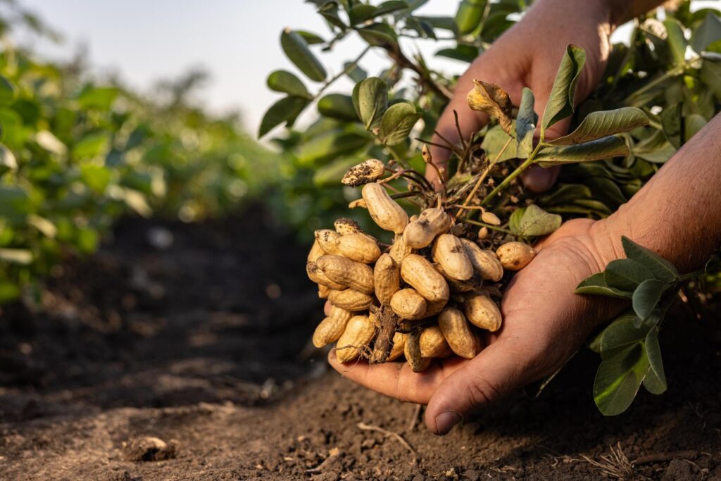 Groundnut - Protect Our Livelihood