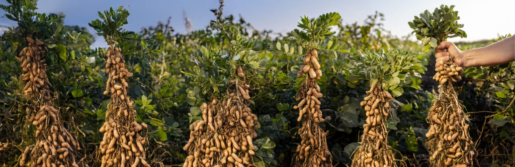 Groundnut - Protect Our Livelihood