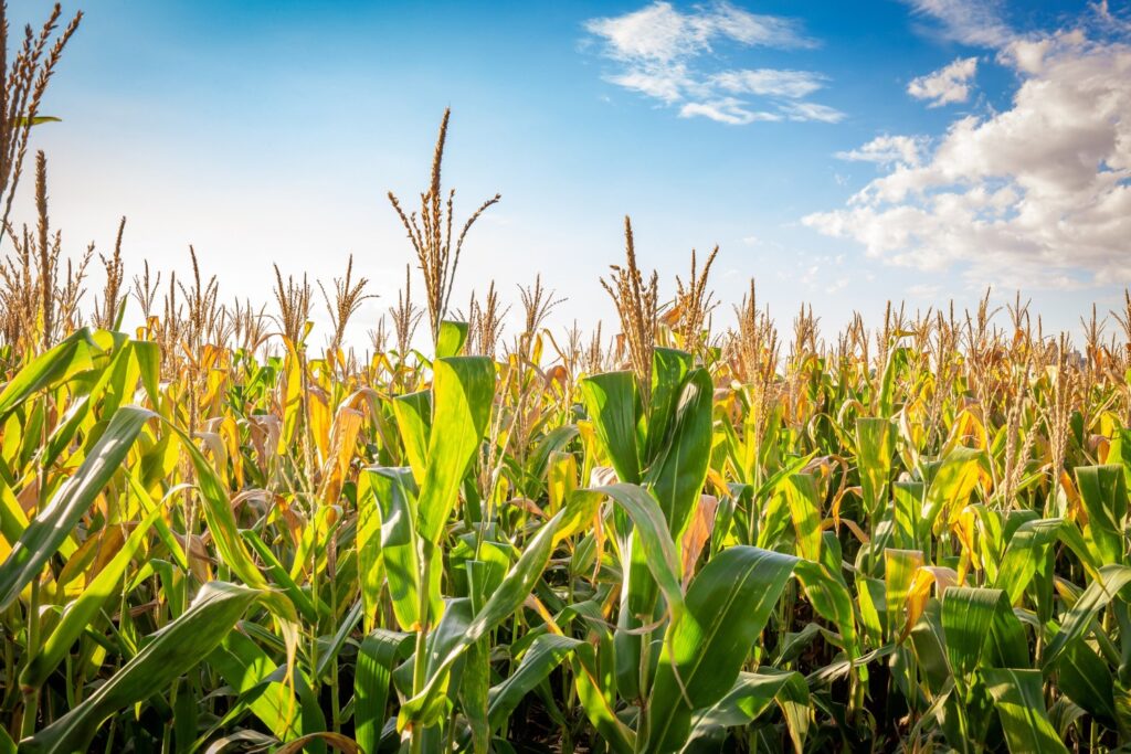 Maize - Protect Our Livelihood