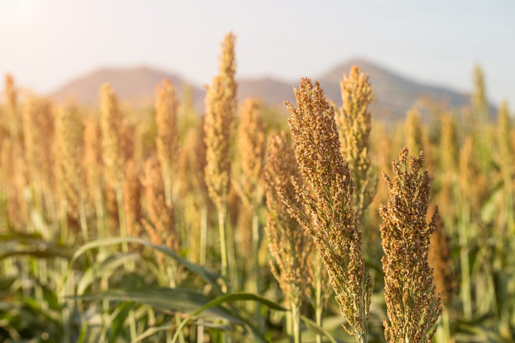 Millets - Protect Our Livelihood
